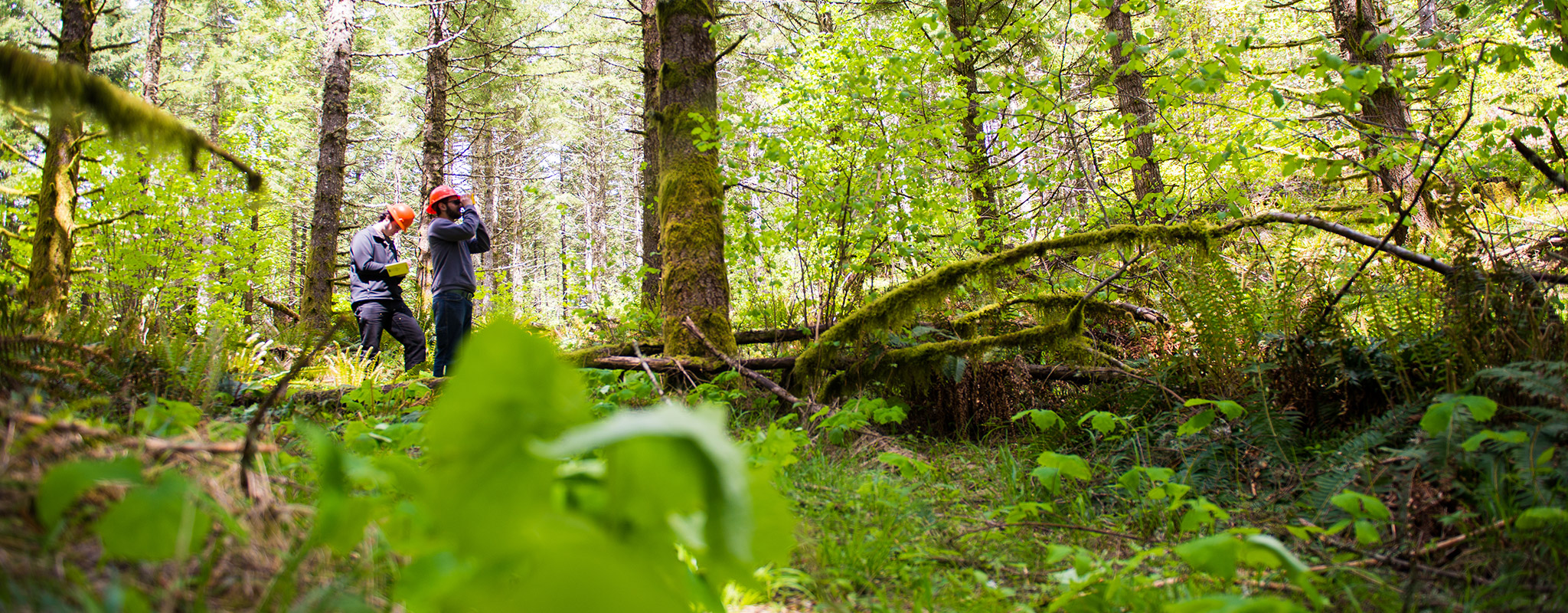 Forestry Degree Program | College of Forestry
